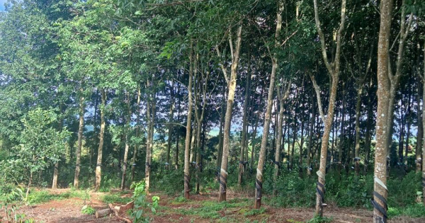 Chính chủ bán đất Cà phê, cao su tại Đồi Lồ Ô - Earal