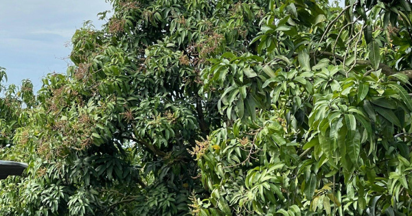 Cần bán 43000m2 đất xoài điều có nhà cấp 4 điện 3fa đường lớn 6m cách ...