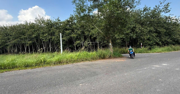 Bán 4 mẫu SKC Trừ Văn Thố Bàu Bàng BD có bán lẻ 1.5ha SKC, có 5000 SKC ...