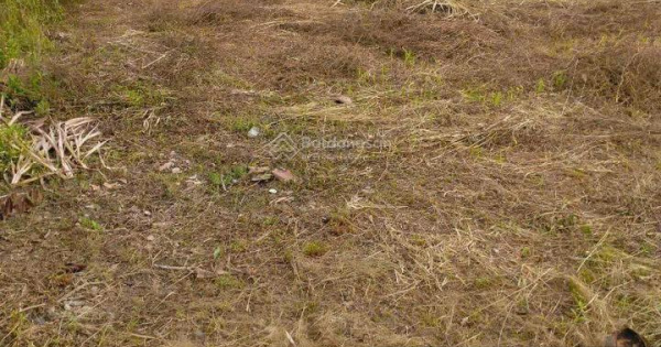 Bán đất full thổ cư gần KCN Tân Kim, Long An. SHR 240m2 - bán gấp