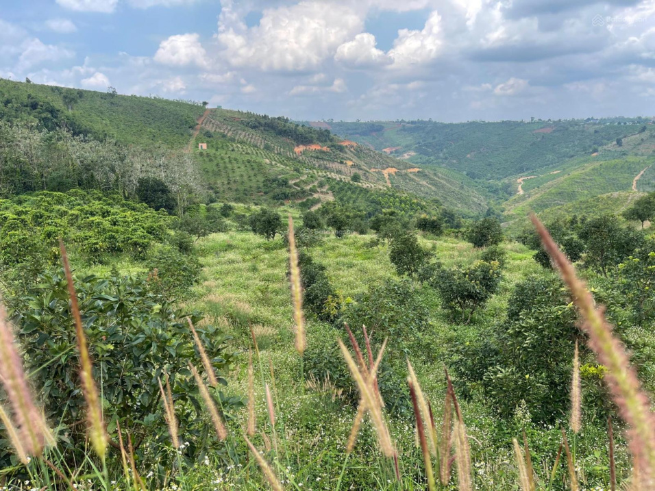 Bán đất vườn bơ hơn 11.500m2 view thung lũng Tà Đùng