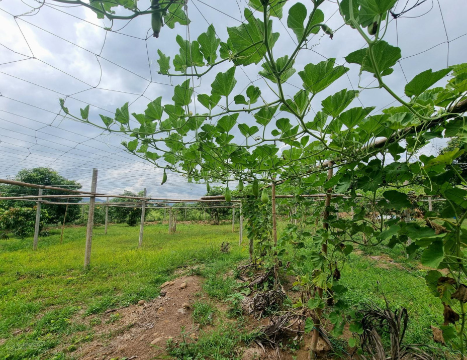 Bán farm tại Diên Khánh sổ đỏ đường oto, đã xây dựng cải tạo rất đẹp ...