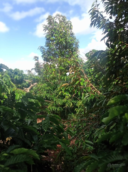 Chính chủ bán đất Cà phê, cao su tại Đồi Lồ Ô - Earal