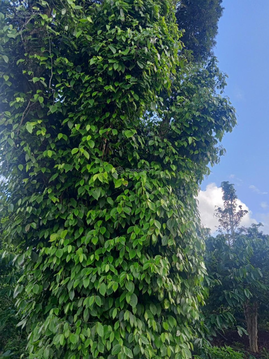 Chính chủ bán đất Cà phê, cao su tại Đồi Lồ Ô - Earal