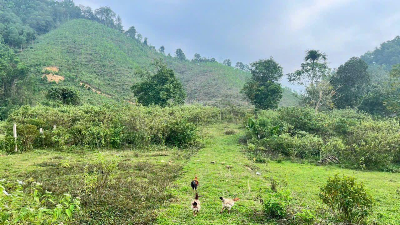 Bán hơn 4ha: Đất ở, đất vườn, đất rừng, khai hoang, đất ruộng. Giá siêu ...