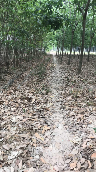 Cần bán đất trồng cây lâu năm, cách DT 741 Nguyễn Văn Thành 200m, Phường Chánh Phú Hòa, Tp Bến Cát