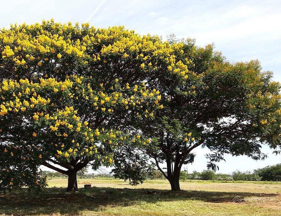 Đất NN 32.000m2, sổ hồng, view đẹp, có hồ nước đẹp, đường ô tô, 2 mặt tiền rộng 390m. Giá 490k/m2