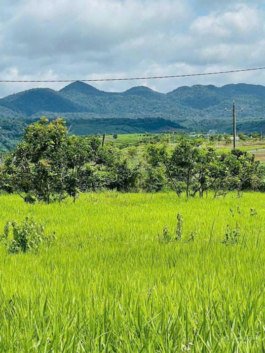 Cắt lỗ 300-400tr/nền, cách chợ ngã 5 Đambri 5p, cách cao tốc khoảng 2p xung quanh đầy đủ tiện ích.