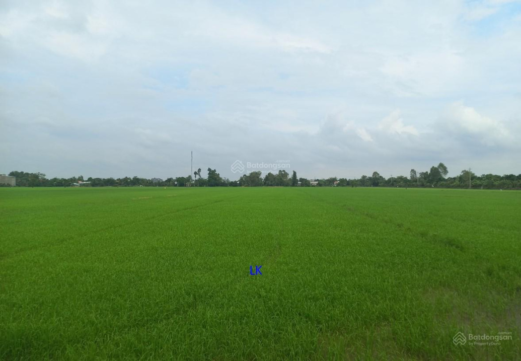 Bán đất lúa: 60.000m2 (Mặt tiền 50m, nở hậu 110m) đường nhựa 3.5m, xã Láng Biển, H Tháp Mười