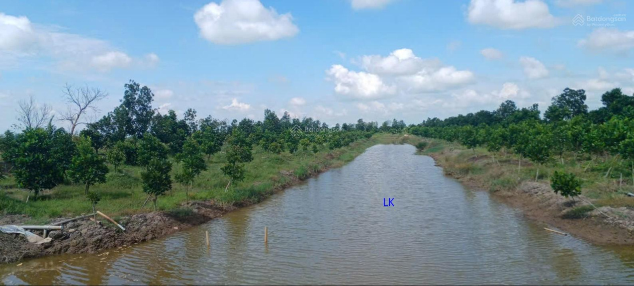 Bán đất lúa: 60.000m2 (Mặt tiền 50m, nở hậu 110m) đường nhựa 3.5m, xã Láng Biển, H Tháp Mười