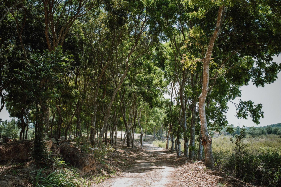 view hồ suối rao diện tích 43000m2 giáp nước 1500m bao vòng rừng cây cổ ...