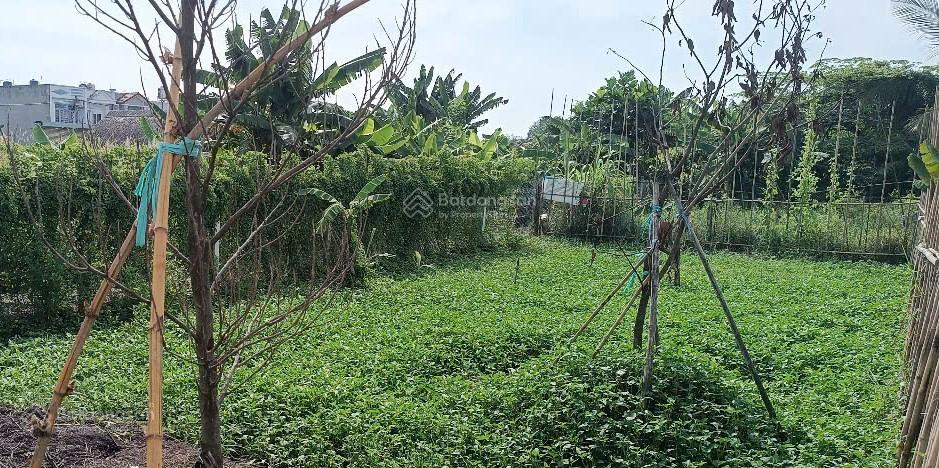 Đất đường Bình Mỹ gần Vành Đai 3, ô tô thông (10x12,5m), 560tr