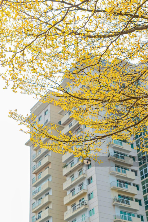 Căn hộ Ciputra bán tốt nhất các toà G2, G3, E1, E4, E5, P1, P2, L1, L2, The Link345. LH 0973 148