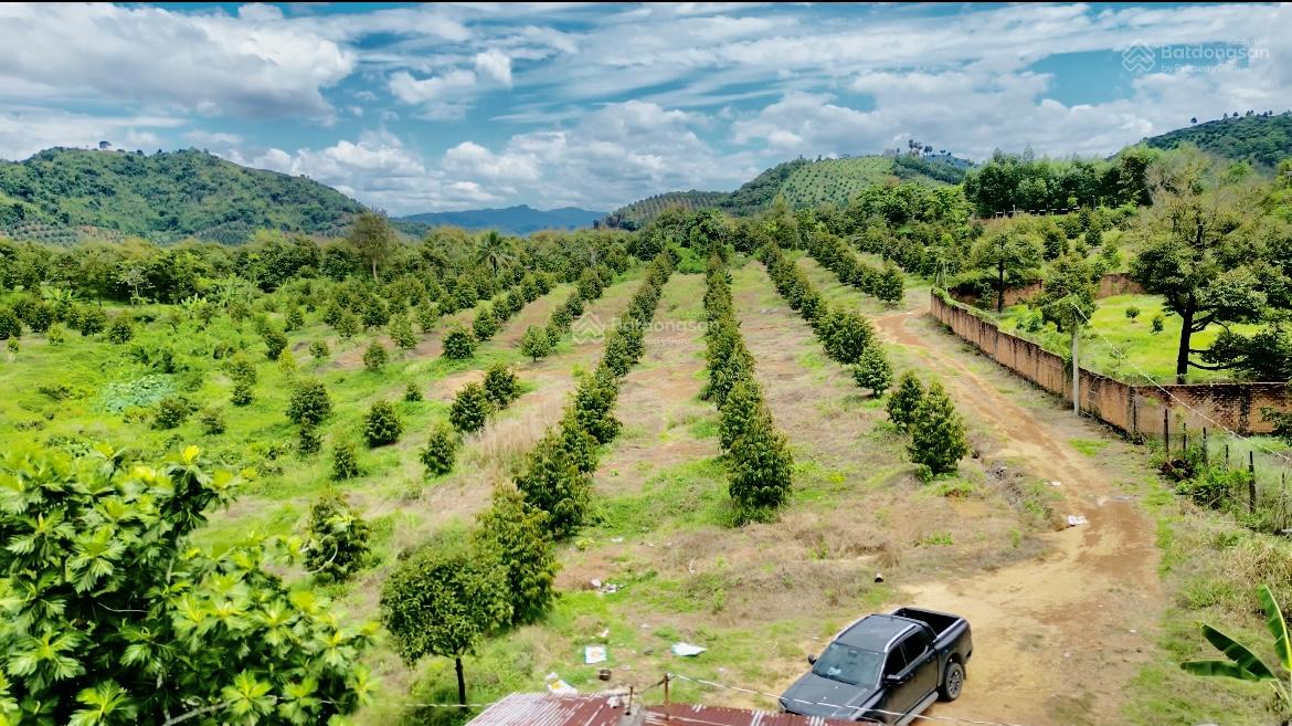 Bán farm sầu riêng 9Ha xã Phú An - huyện Tân Phú - Đồng Nai