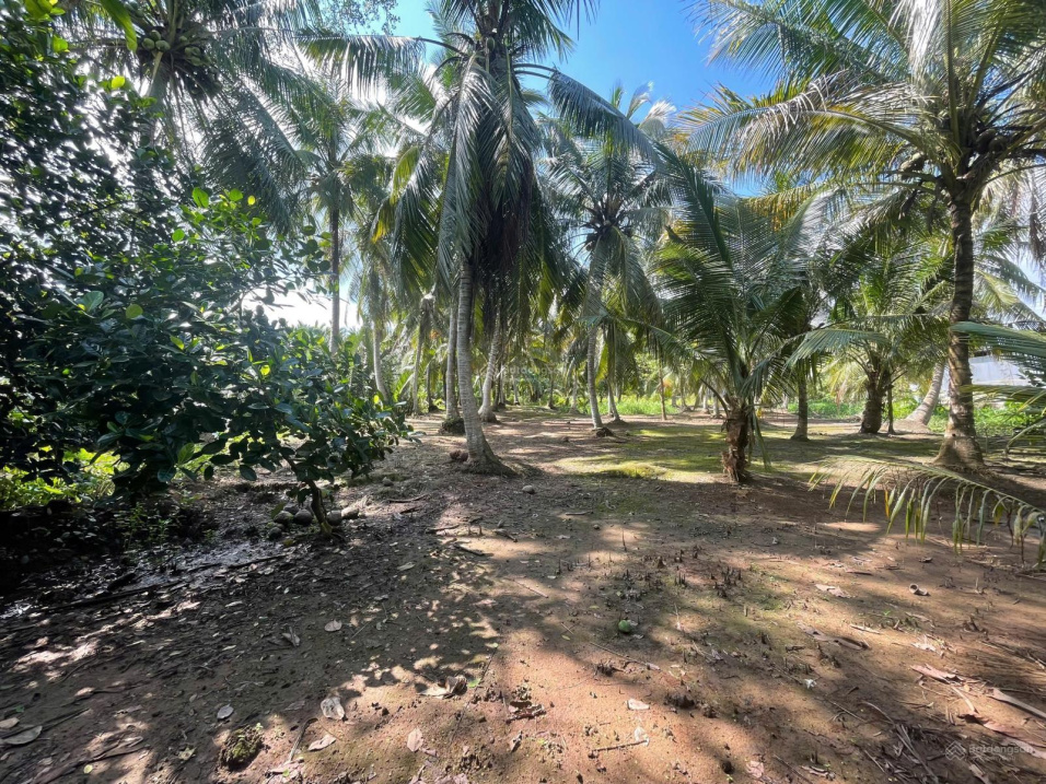 ĐẤT VƯỜN DỪA 1500 M2 ĐANG THU HOẠCH (CÓ 200 M2 THỎ CƯ), LỘ NHỰA 5T