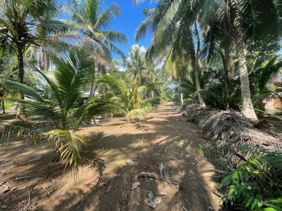 ĐẤT VƯỜN DỪA 1500 M2 ĐANG THU HOẠCH (CÓ 200 M2 THỎ CƯ), LỘ NHỰA 5T