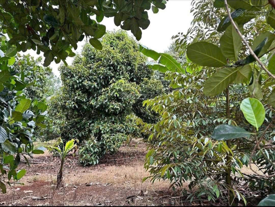 Cần bán gấp vườn trái cây, DT 1006m2, có sẵn trái đang thu hoạch, giá 190tr