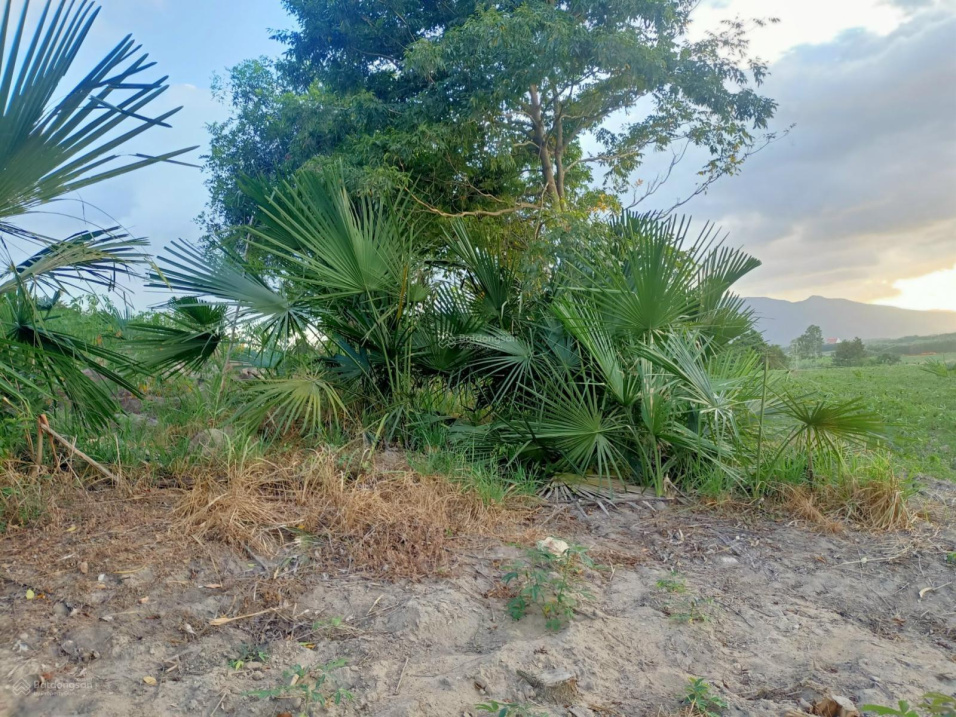 Bán trang trại sổ đỏ CLN, rộng 3,4 hecta, cách QL1A 2 km, cách đường ...