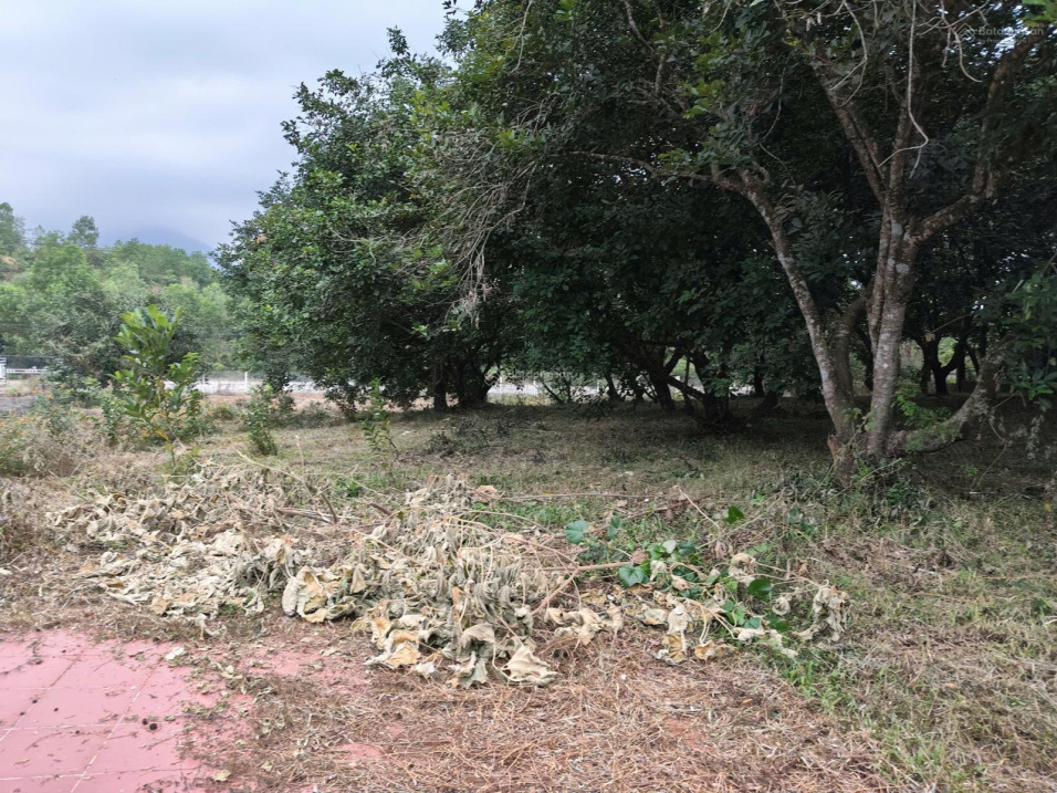 BÁN ĐẤT NHÀ VƯỜN GẦN KDL BÀ NÀ Diện tích: 4.600m² Có sẵn nhà vườn ...